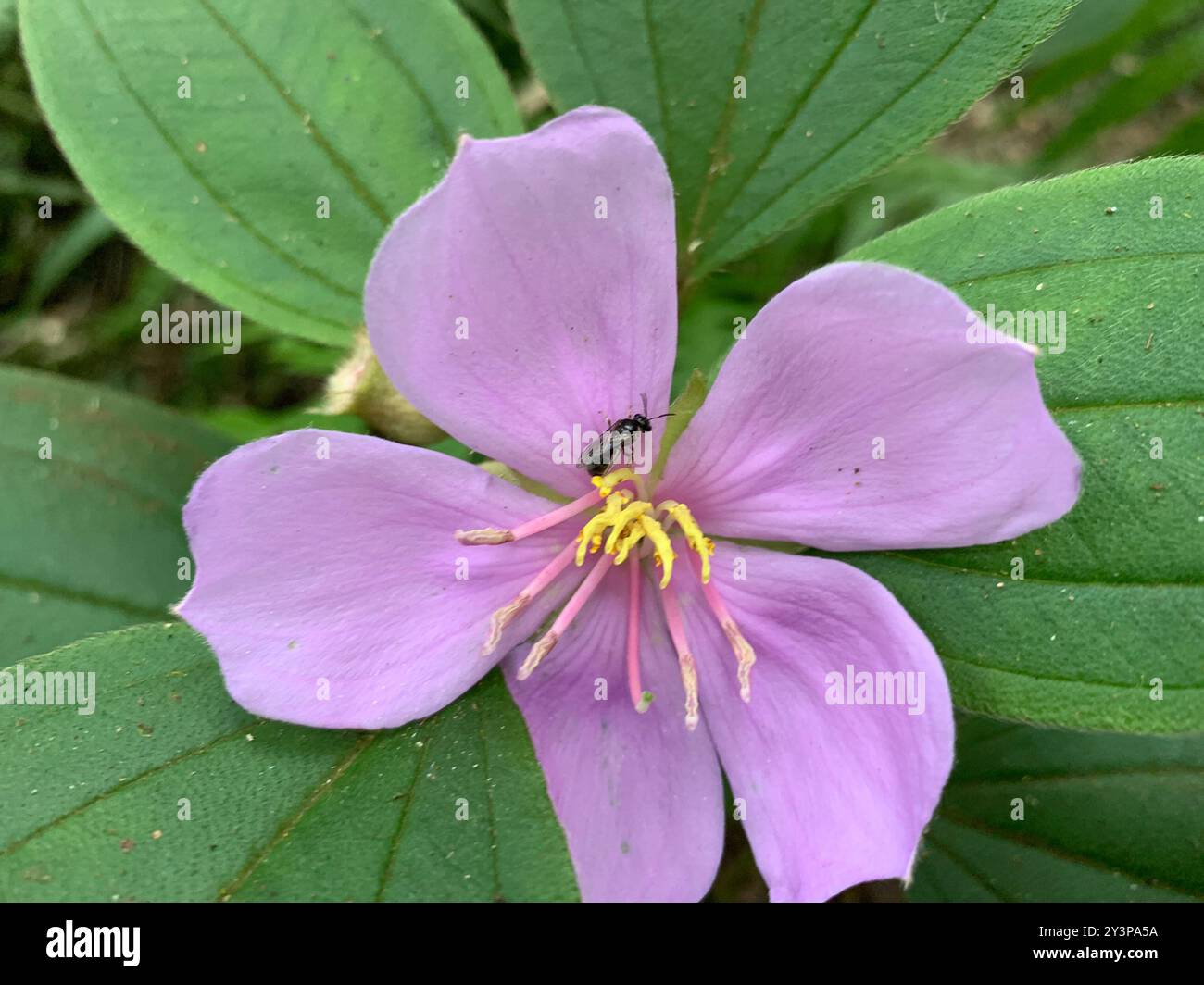 Common Melastoma (Melastoma candidum) Plantae Stock Photo - Alamy