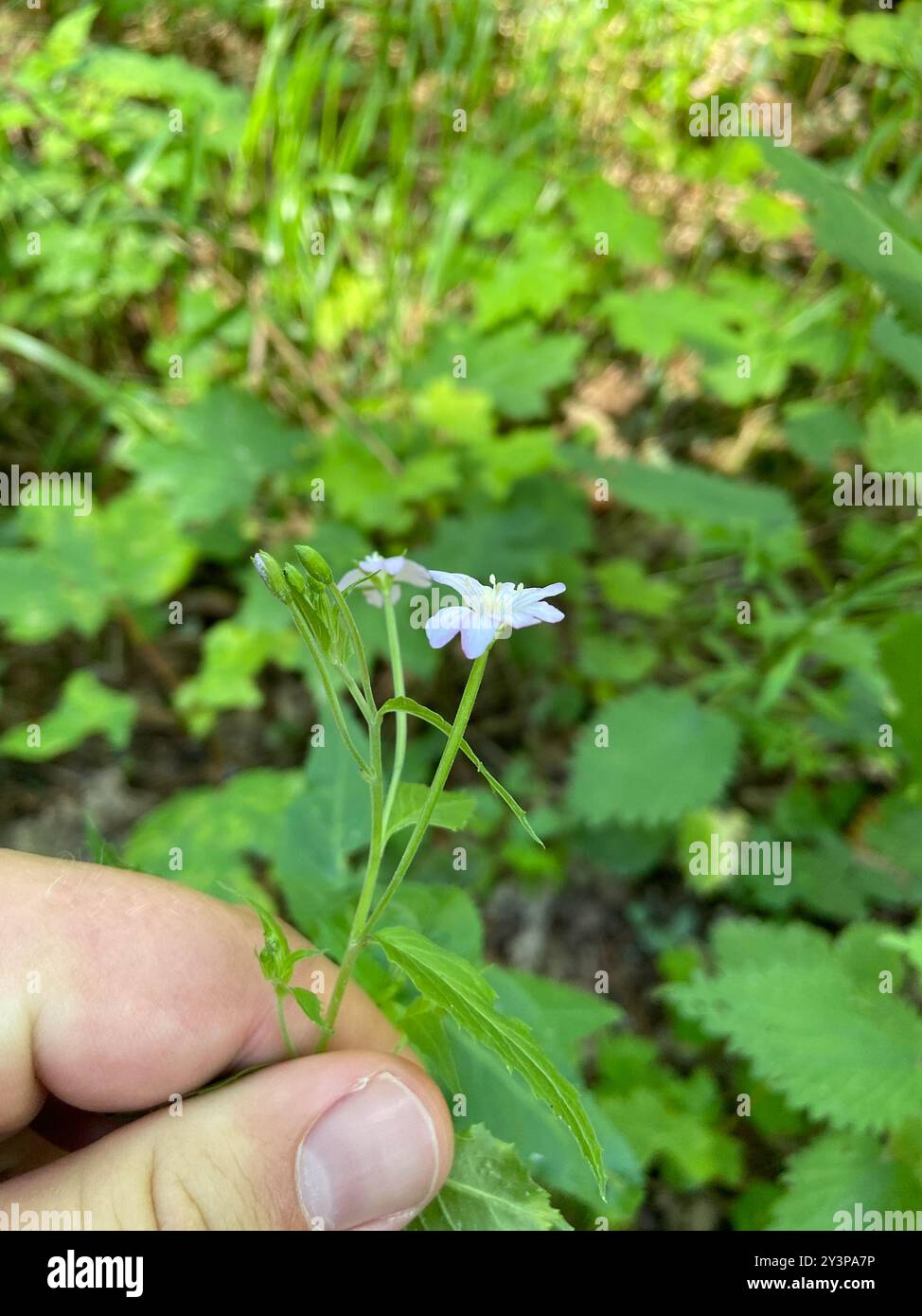 Broad-leaved Willowherb (Epilobium montanum) Plantae Stock Photo - Alamy