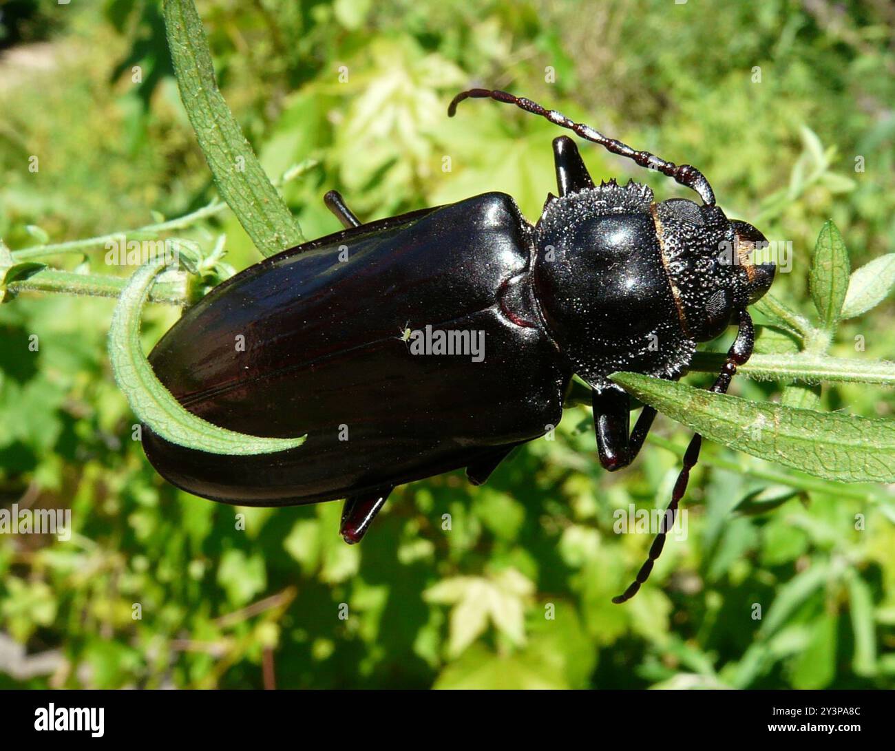 Hardwood Stump Borer (Mallodon dasystomus) Insecta Stock Photo - Alamy