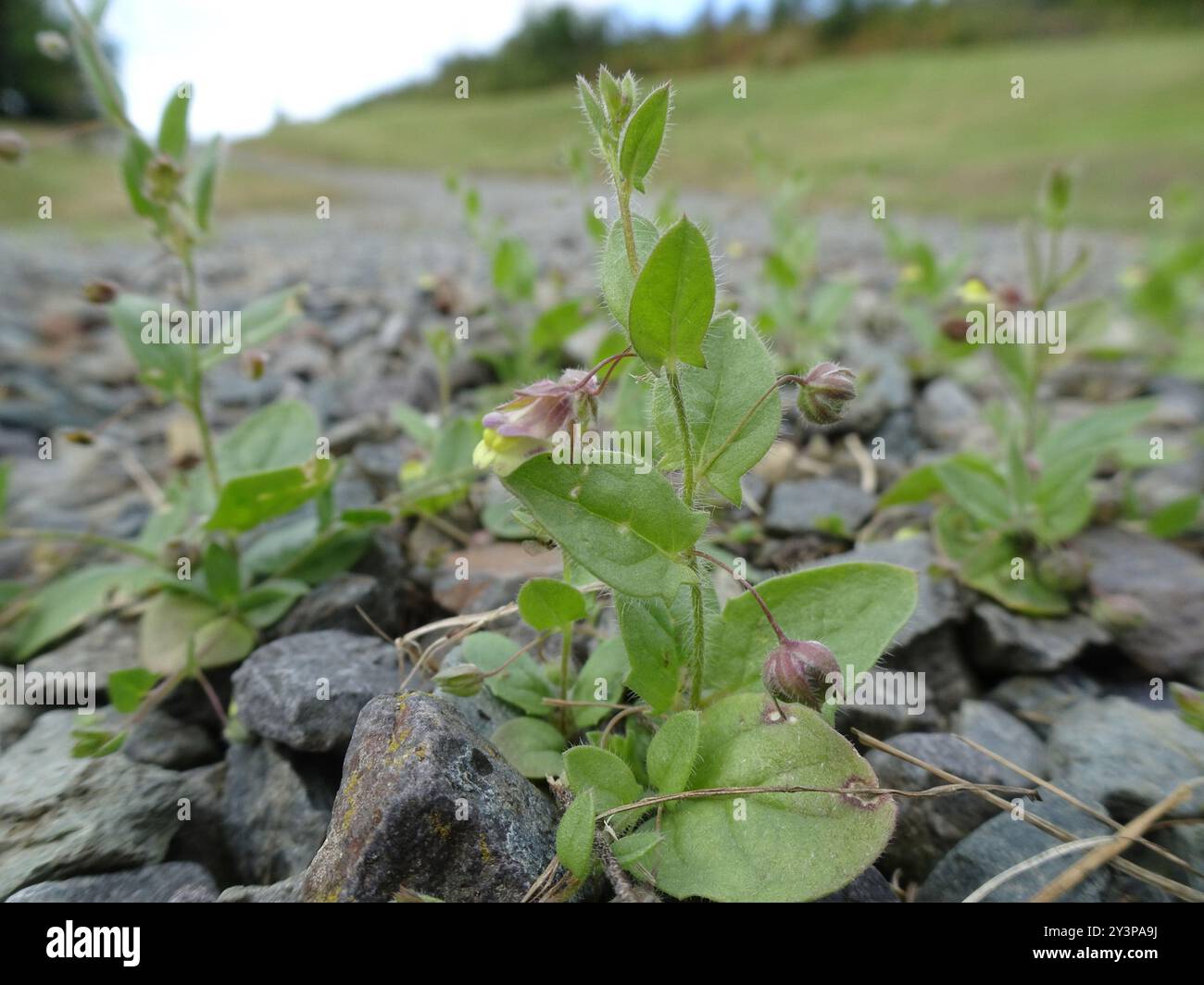Sharp-leaved Fluellen (Kickxia elatine) Plantae Stock Photo - Alamy