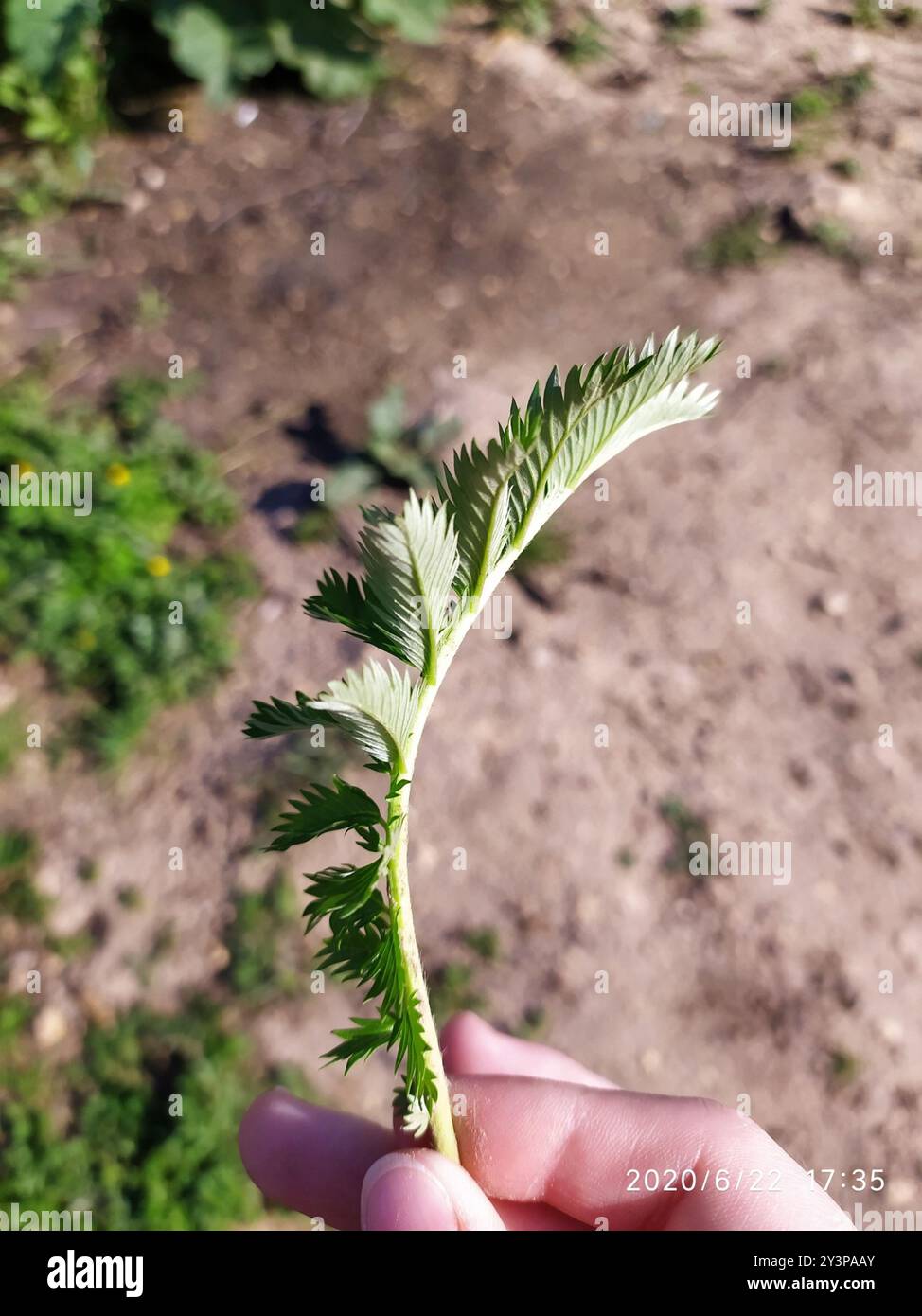 common silverweed (Argentina anserina) Plantae Stock Photo - Alamy