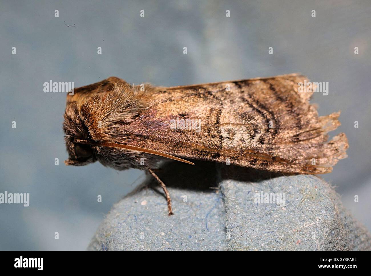 Figure of Eighty (Tethea ocularis) Insecta Stock Photo - Alamy