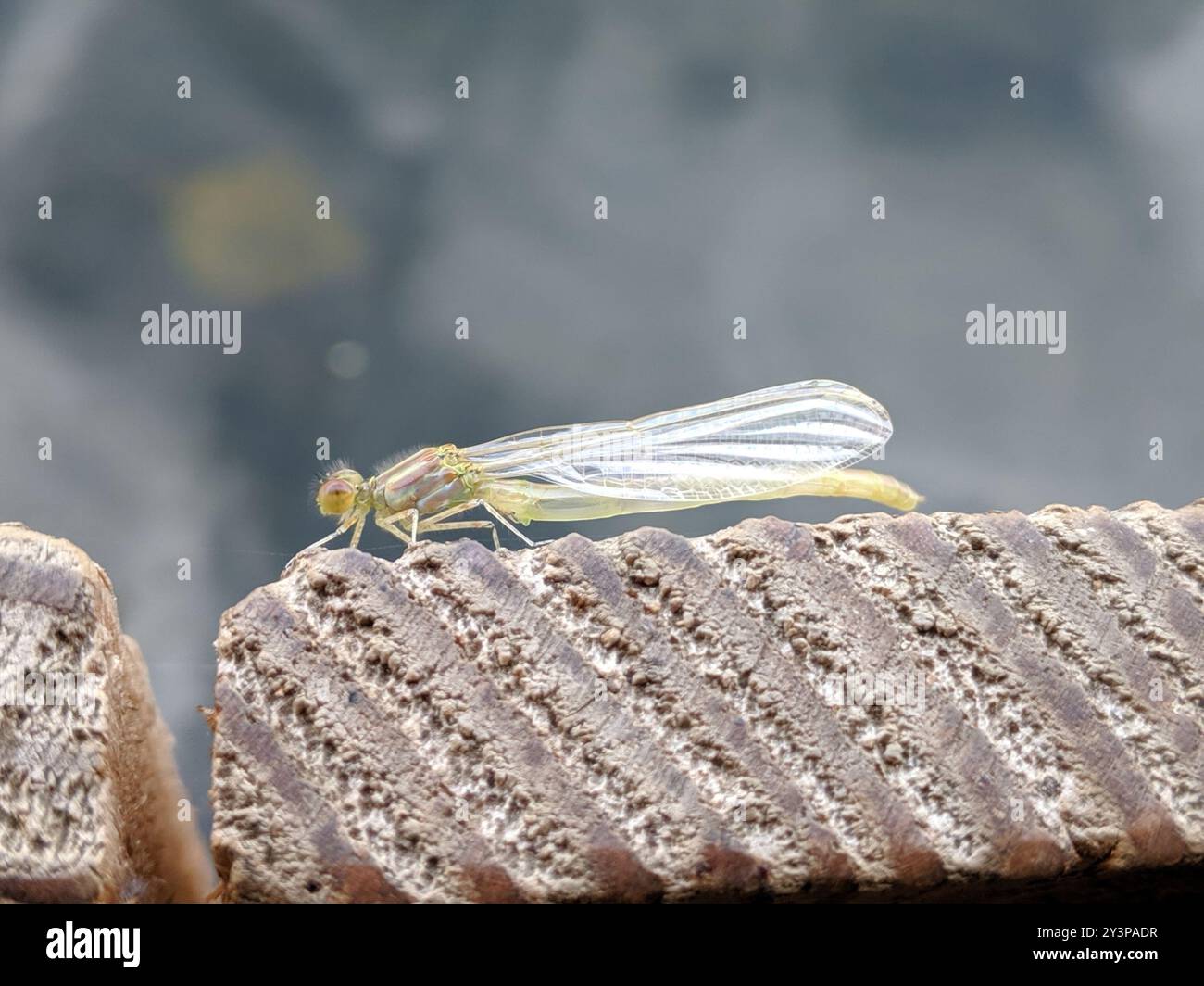 Damselflies (Zygoptera) Insecta Stock Photo - Alamy