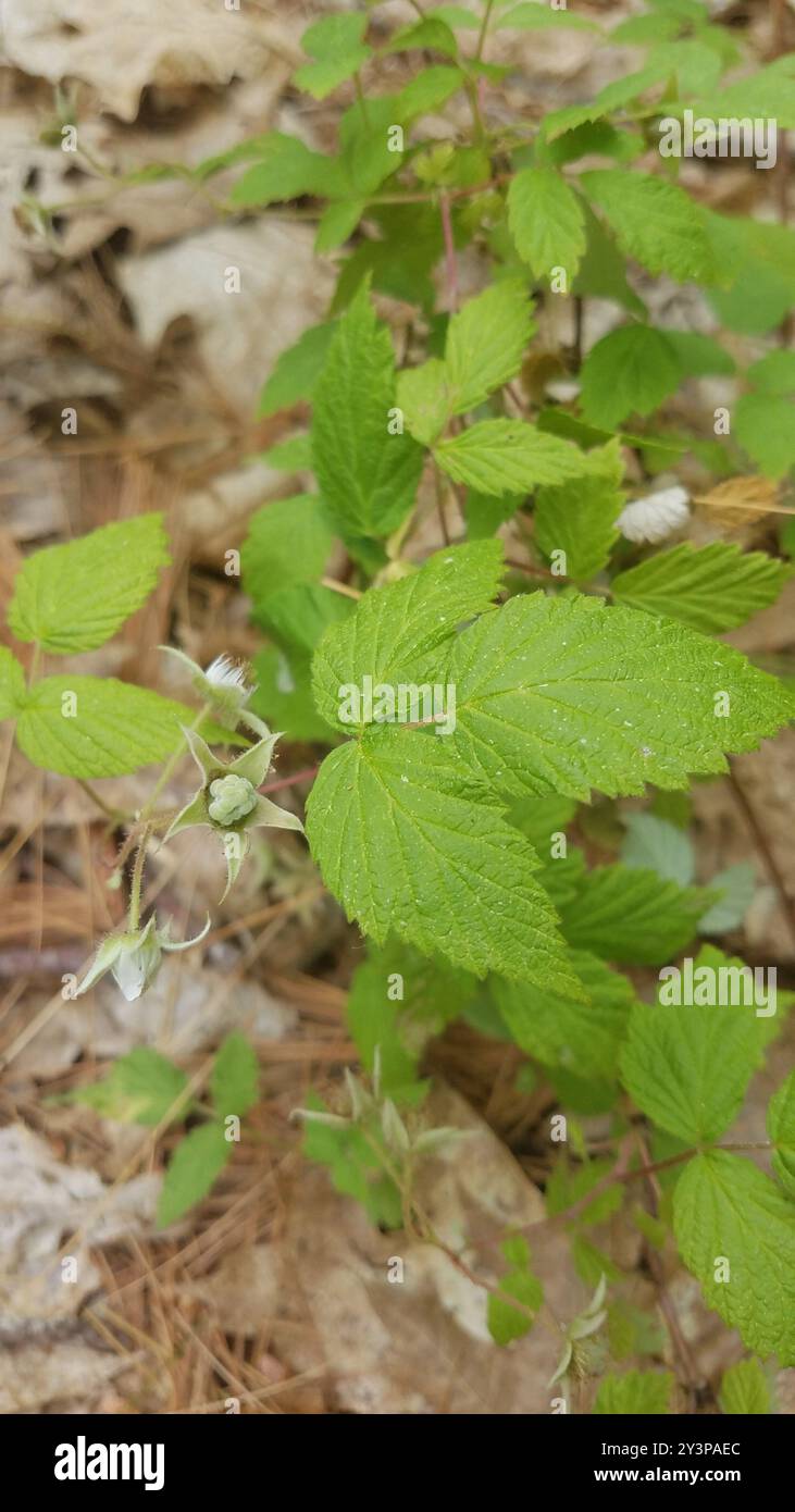 dwarf raspberry (Rubus pubescens) Plantae Stock Photo - Alamy