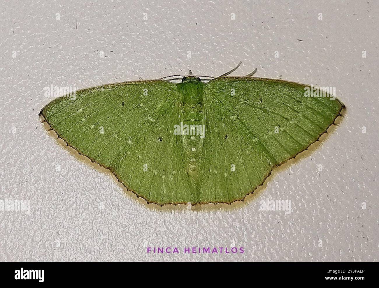 Lissochlora hi-res stock photography and images - Alamy