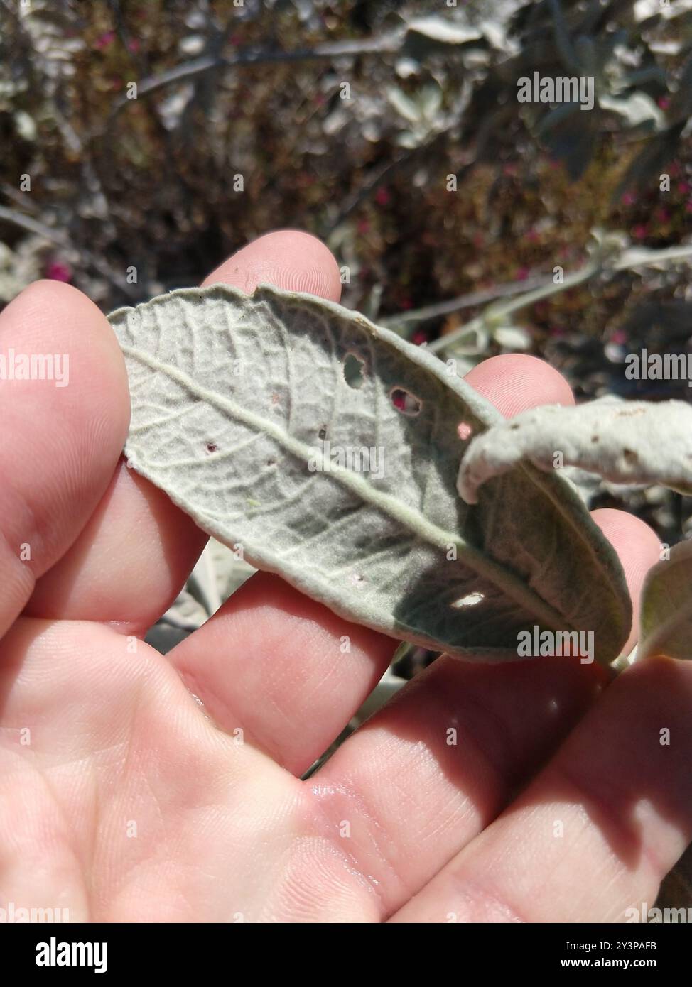 Woolly Yerba Santa (Eriodictyon tomentosum) Plantae Stock Photo - Alamy