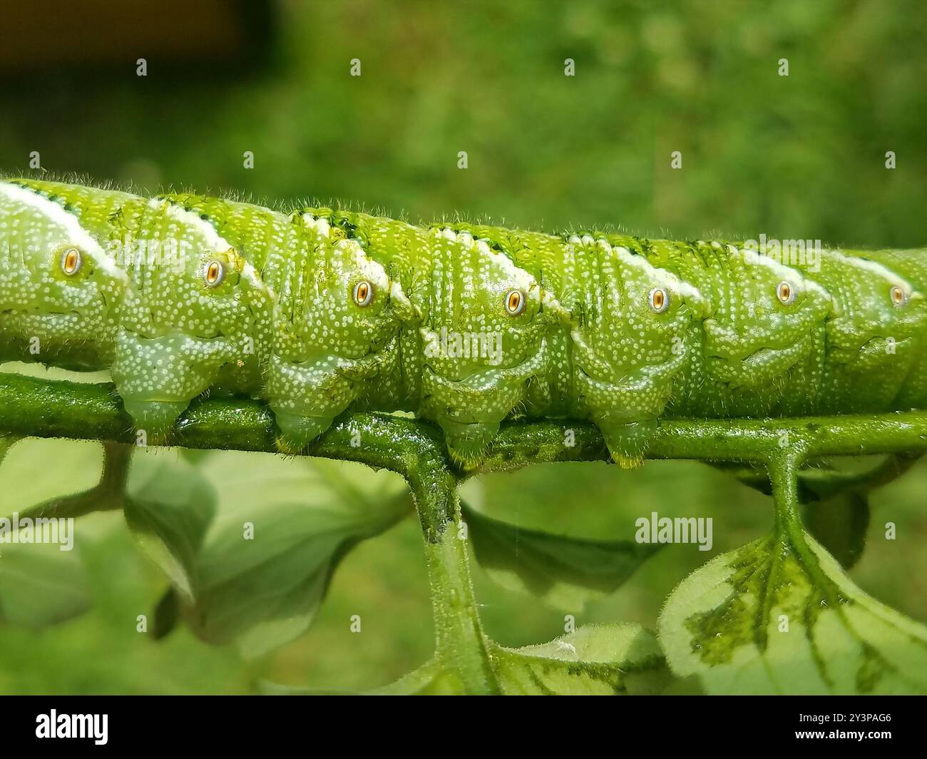 Carolina Sphinx (Manduca sexta) Insecta Stock Photo - Alamy