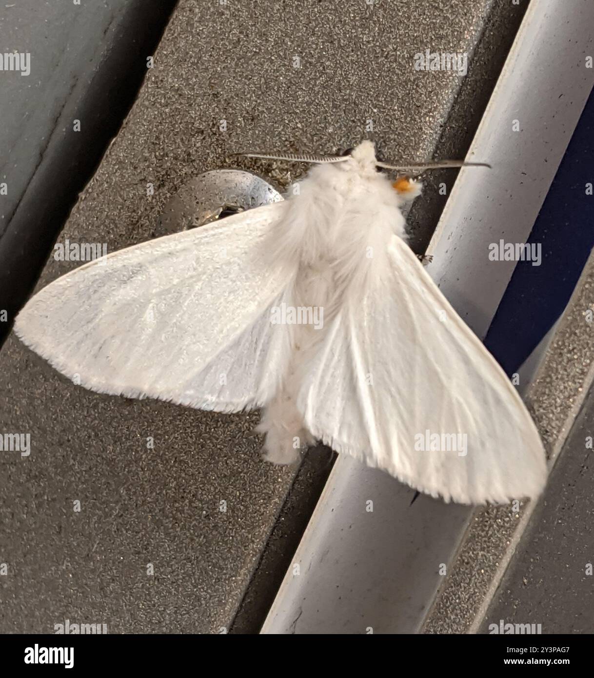 Fall Webworm Moth (Hyphantria cunea) Insecta Stock Photo - Alamy