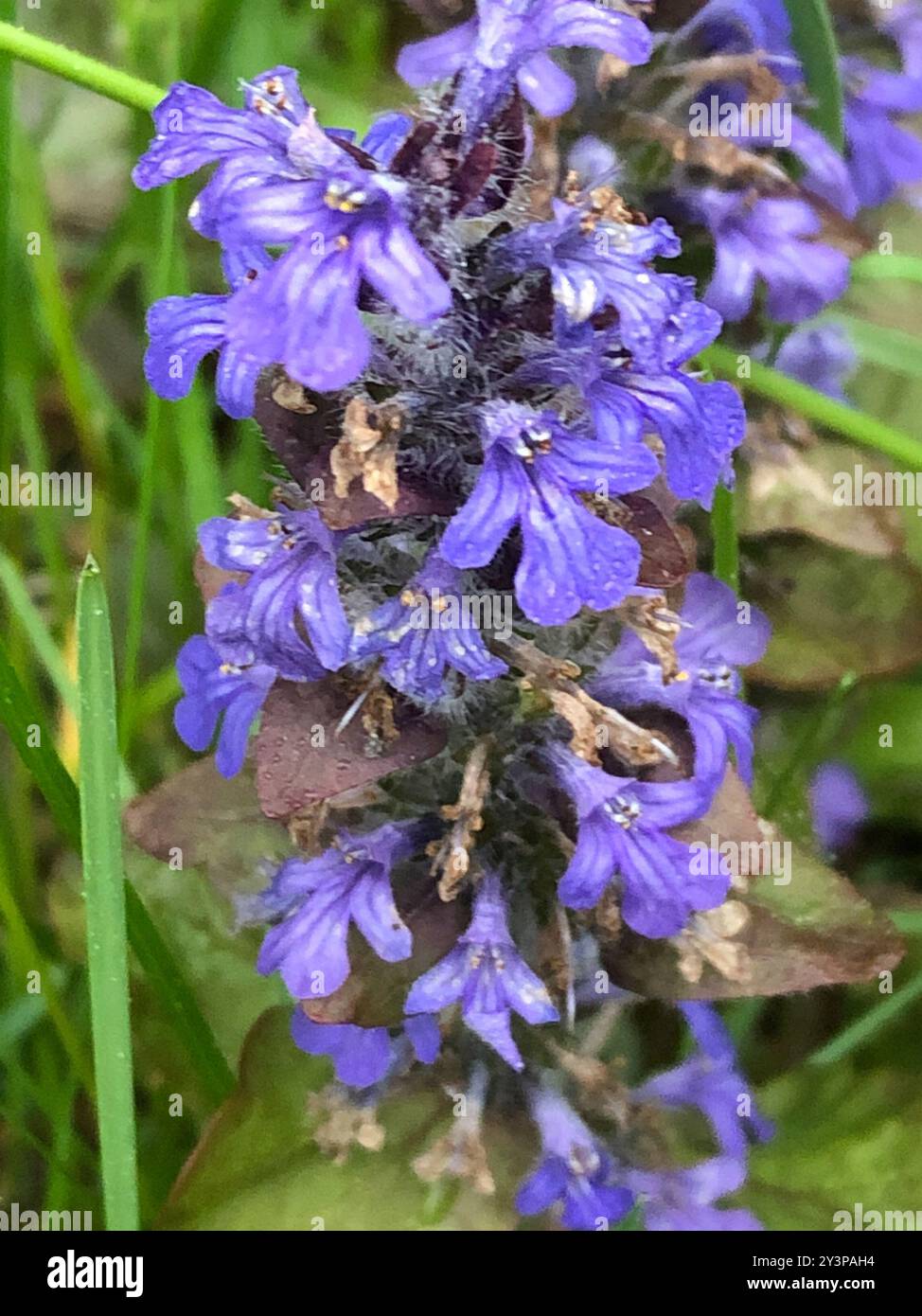 carpet bugle (Ajuga reptans) Plantae Stock Photo - Alamy