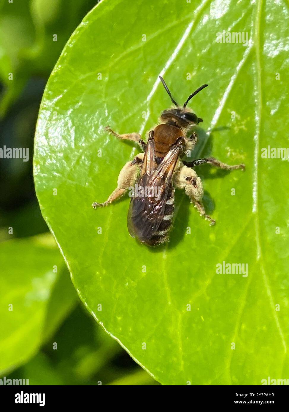 Mining Bees (Andrena) Insecta Stock Photo - Alamy