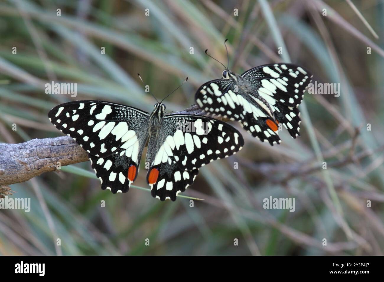 Lime Swallowtail (Papilio demoleus) Insecta Stock Photo - Alamy