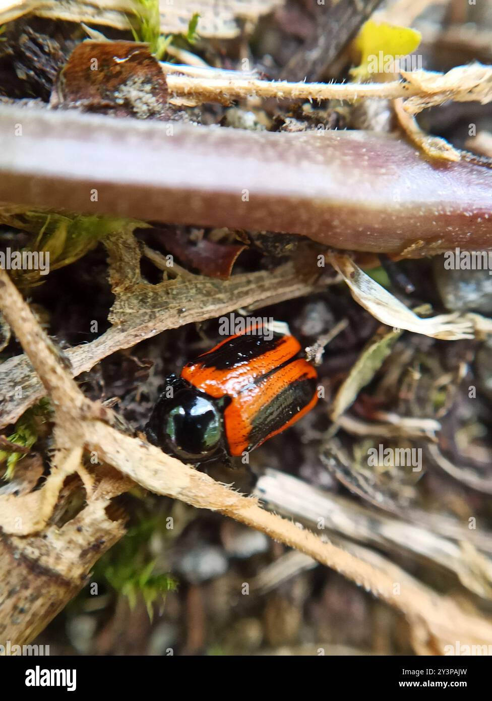 black-and-red pot beetle (Cryptocephalus bipunctatus) Insecta Stock ...