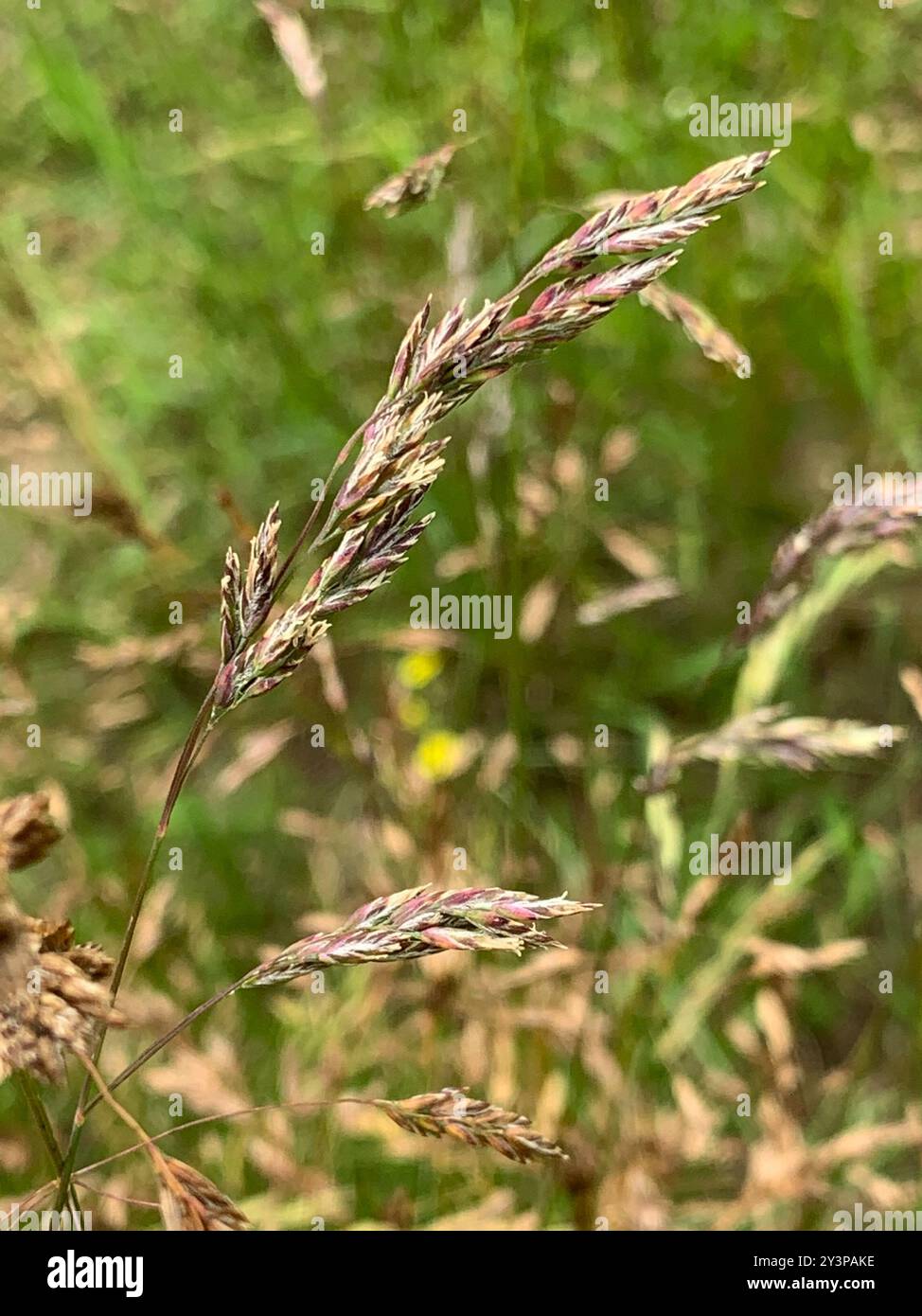 red fescue (Festuca rubra) Plantae Stock Photo - Alamy
