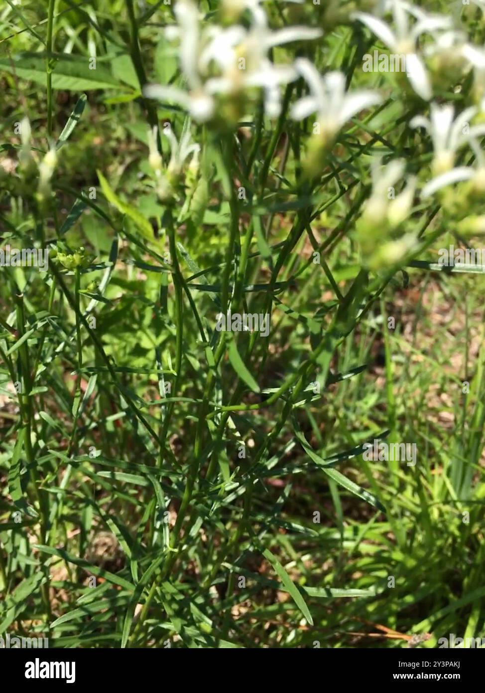 Narrowleaf Whitetop Aster (Sericocarpus linifolius) Plantae Stock Photo ...