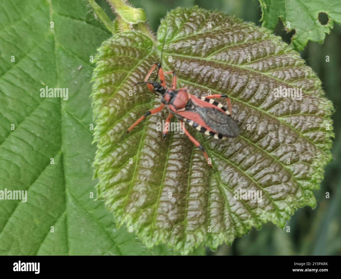 (Rhynocoris iracundus) Insecta Stock Photo - Alamy