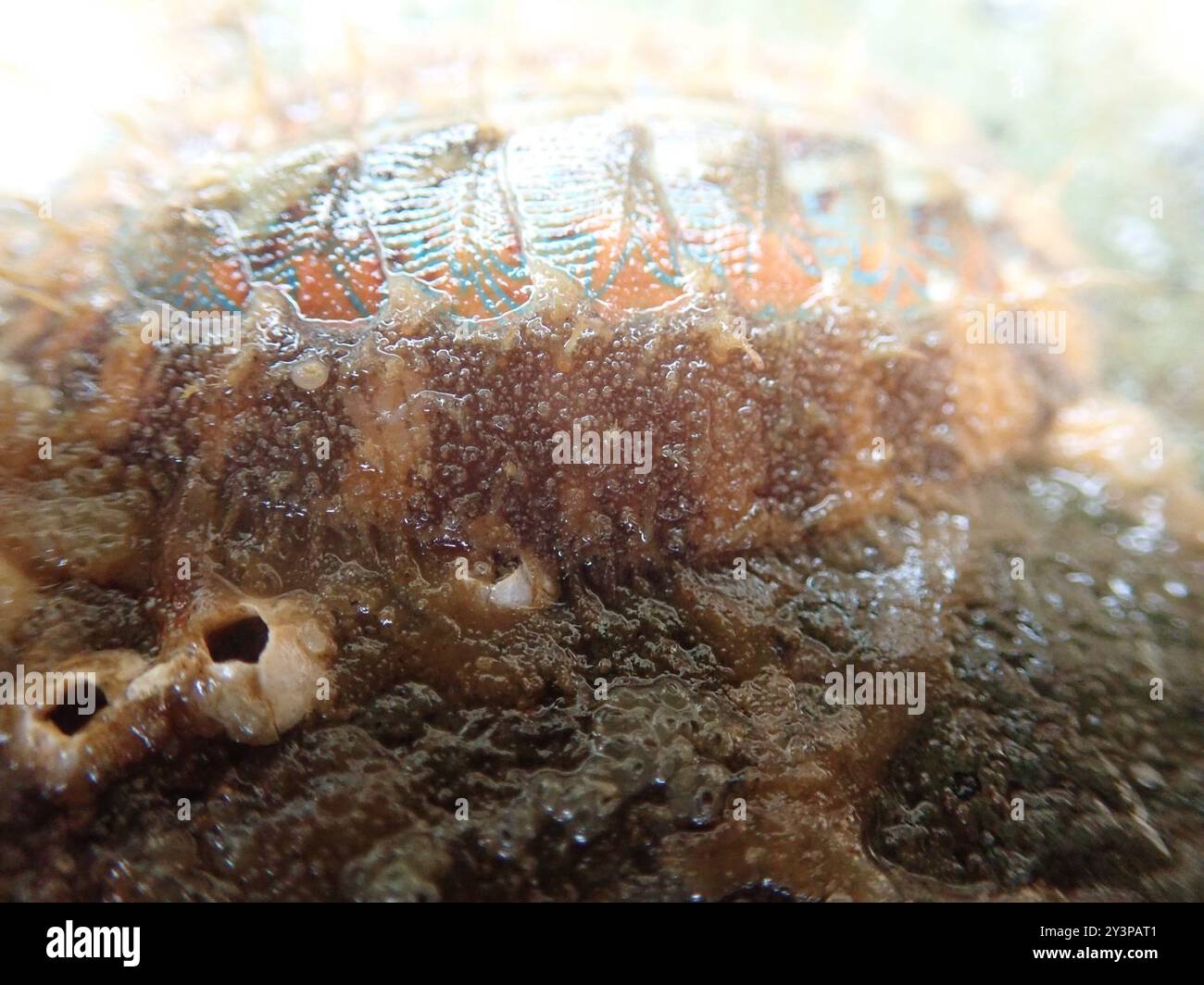 Red-Flecked Mopalia (Mopalia spectabilis) Mollusca Stock Photo - Alamy