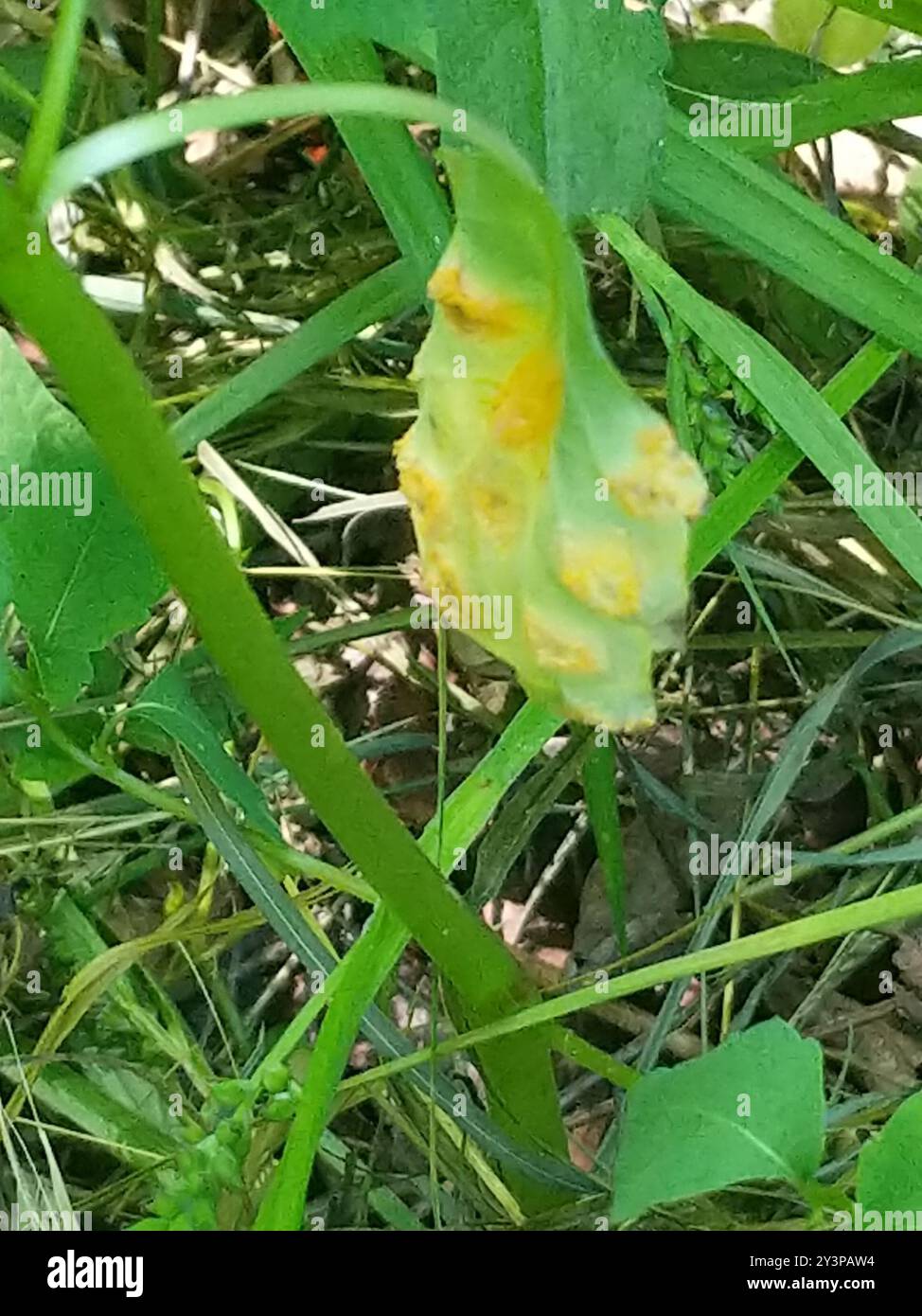 orange wheat rust (Puccinia recondita) Fungi Stock Photo - Alamy