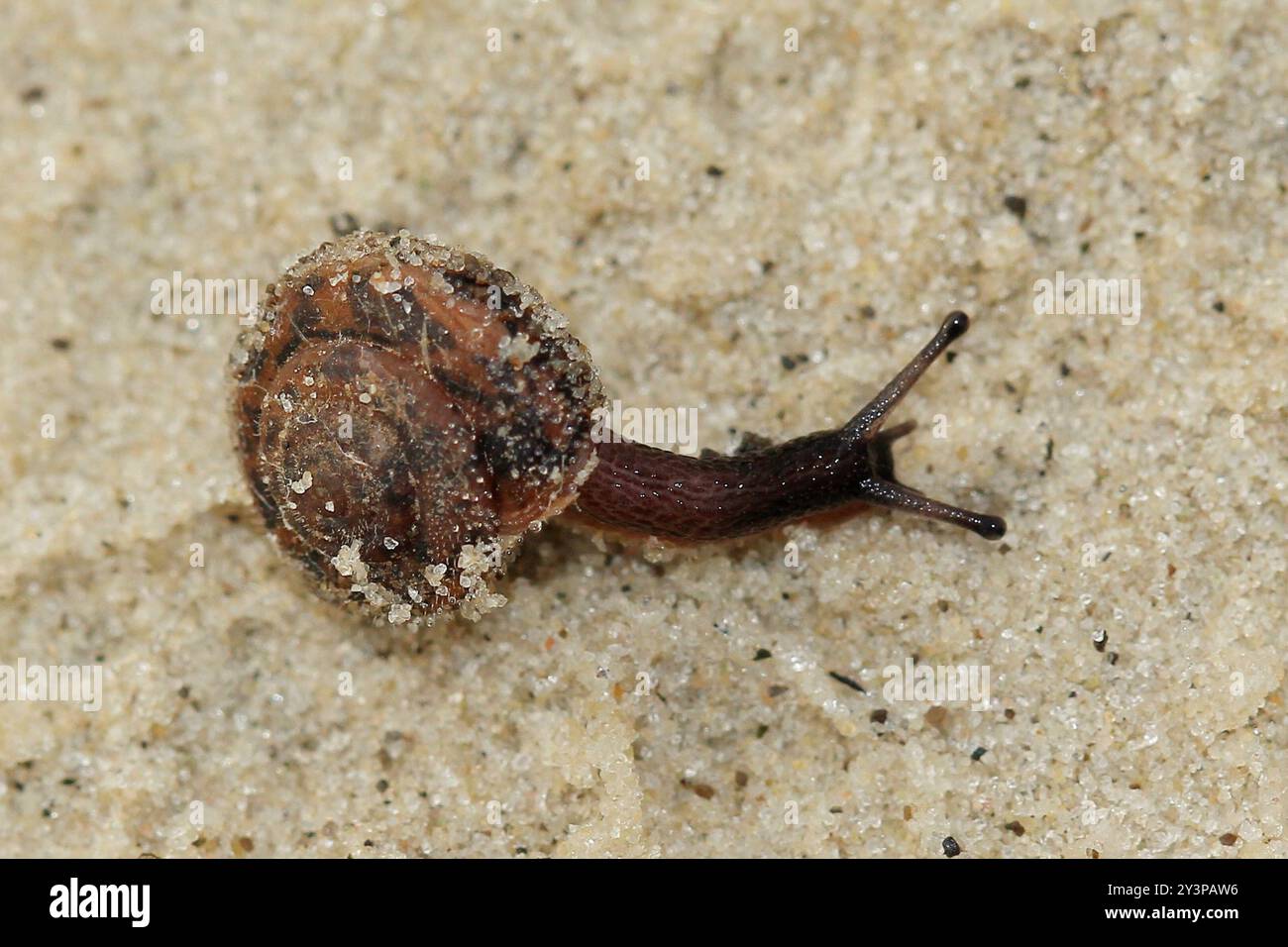 Hairy Snail (Trochulus hispidus) Mollusca Stock Photo - Alamy