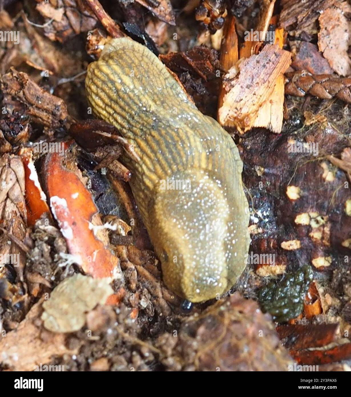 Arion Slugs (Arion) Mollusca Stock Photo - Alamy