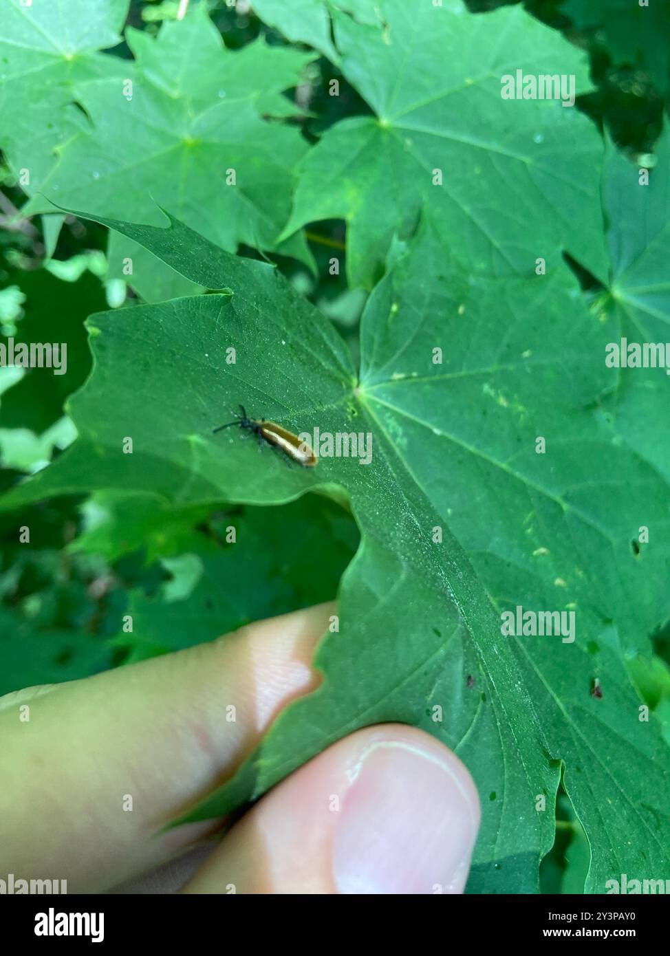 Rough-haired Lagria Beetle (Lagria hirta) Insecta Stock Photo - Alamy