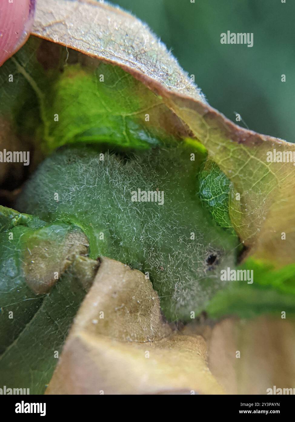 Oak Petiole Gall Wasp (Andricus quercuspetiolicola) Insecta Stock Photo ...