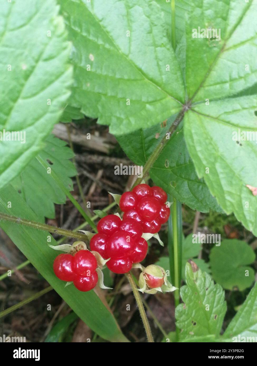 Stone Bramble (Rubus saxatilis) Plantae Stock Photo - Alamy