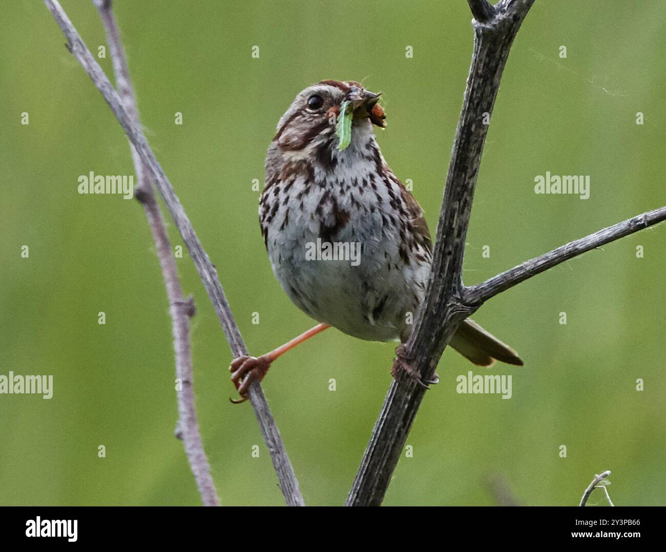 Song Sparrow (Melospiza melodia) Aves Stock Photo - Alamy