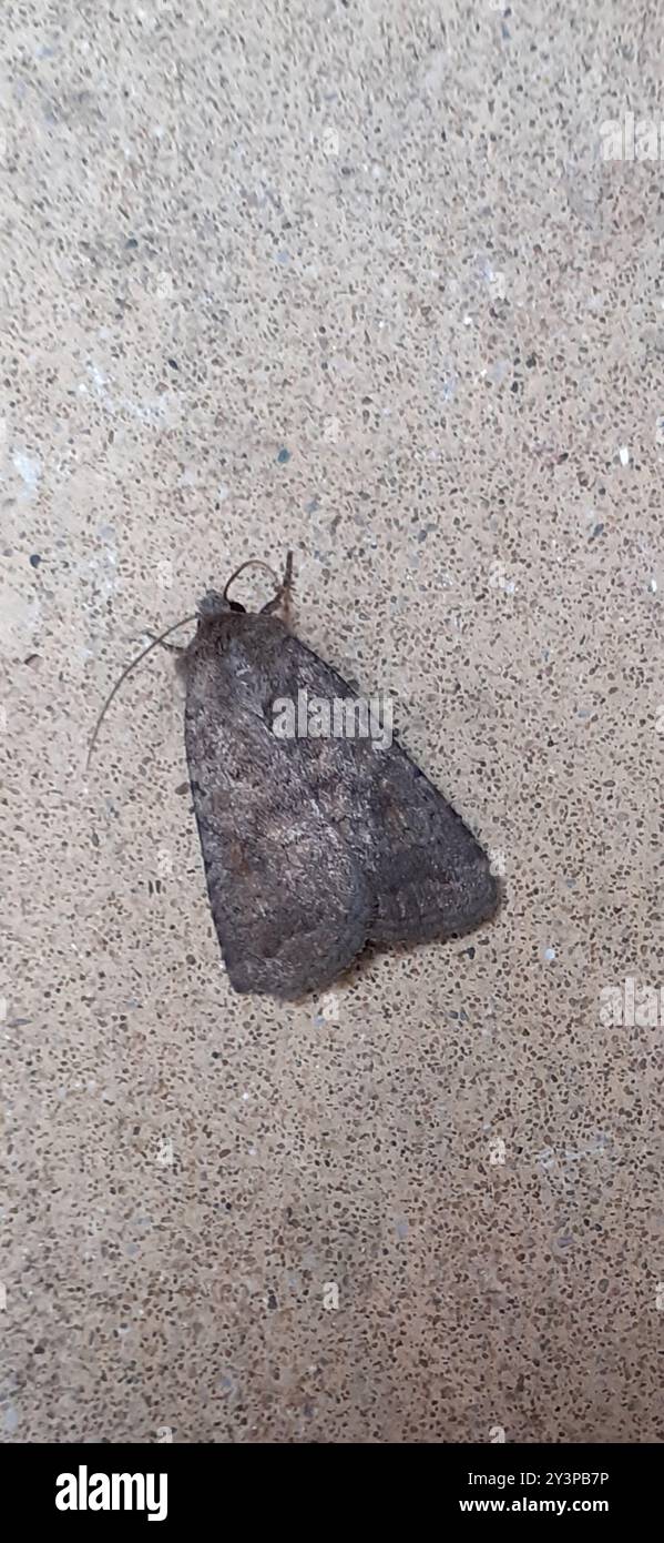 Mottled Rustic (Caradrina morpheus) Insecta Stock Photo - Alamy