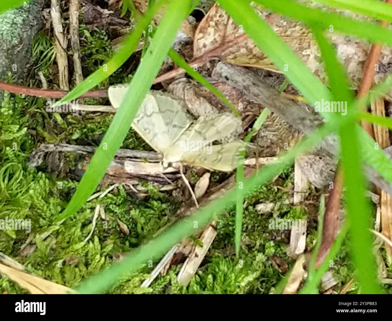 Hollow-spotted Blepharomastix Moth (Blepharomastix ranalis) Insecta Stock Photo - Alamy