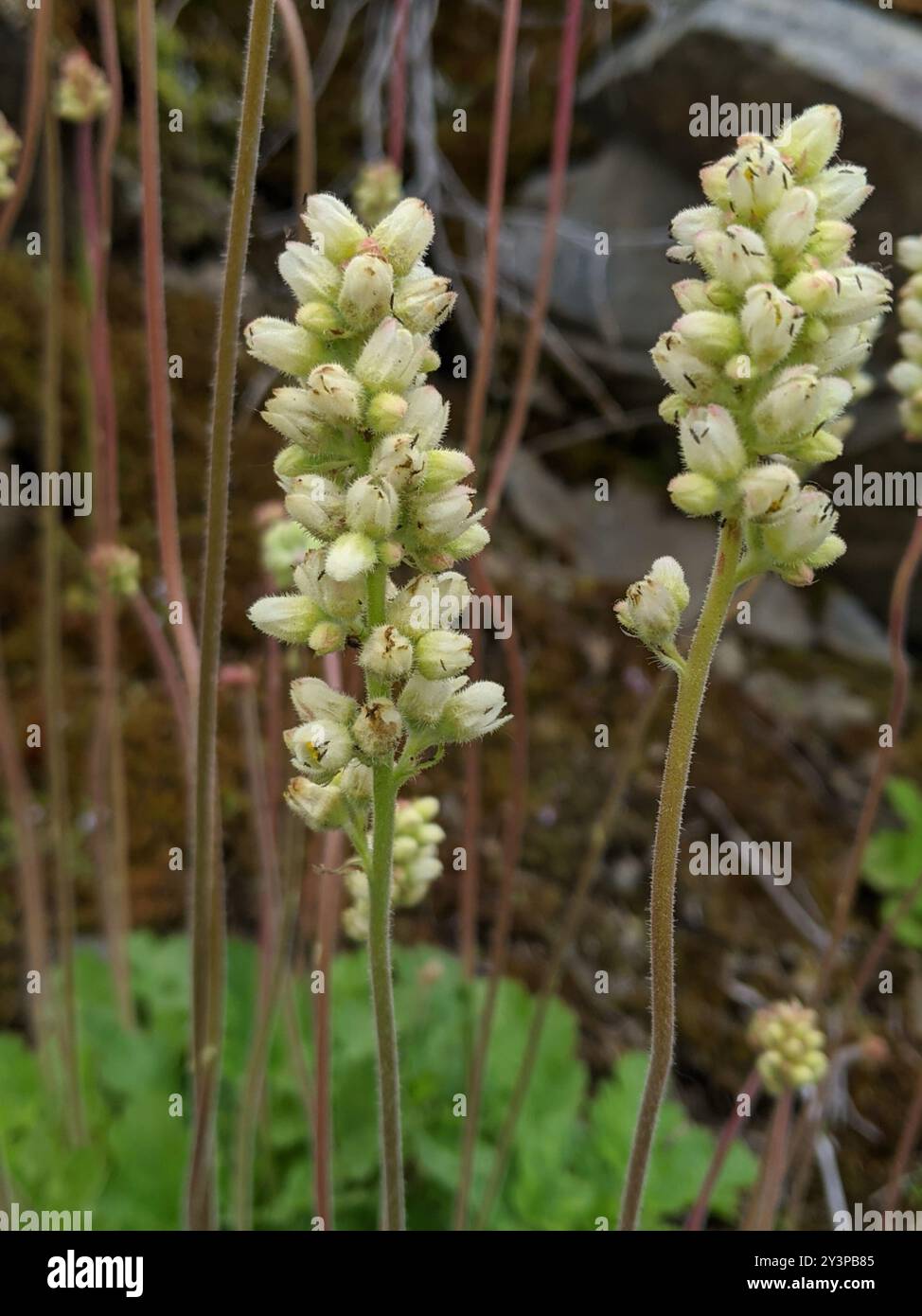 roundleaf alumroot (Heuchera cylindrica) Plantae Stock Photo - Alamy