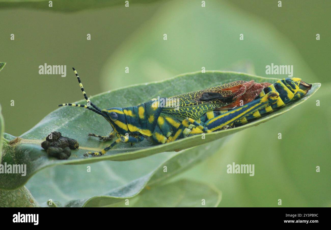 Painted Grasshopper (Poekilocerus pictus) Insecta Stock Photo - Alamy
