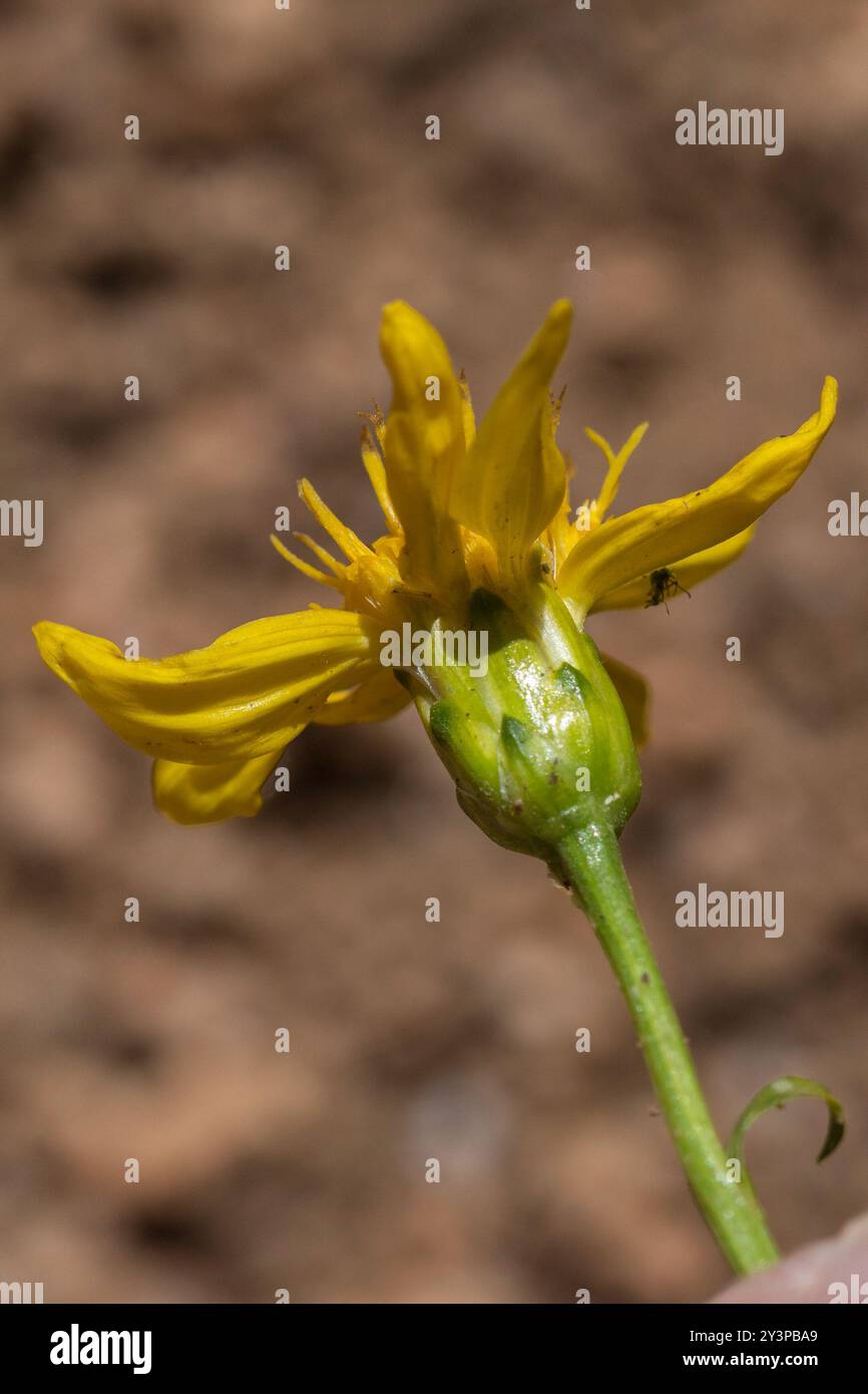 Thrift Mock Goldenweed (Stenotus armerioides) Plantae Stock Photo - Alamy