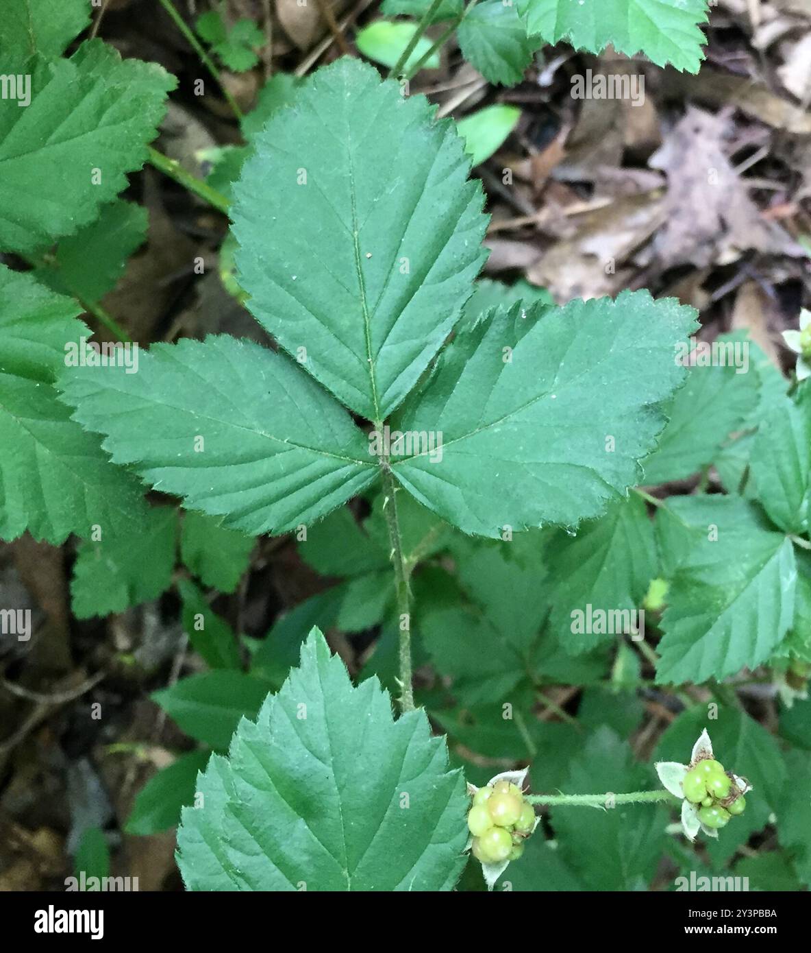 Common Dewberry (Rubus flagellaris) Plantae Stock Photo - Alamy