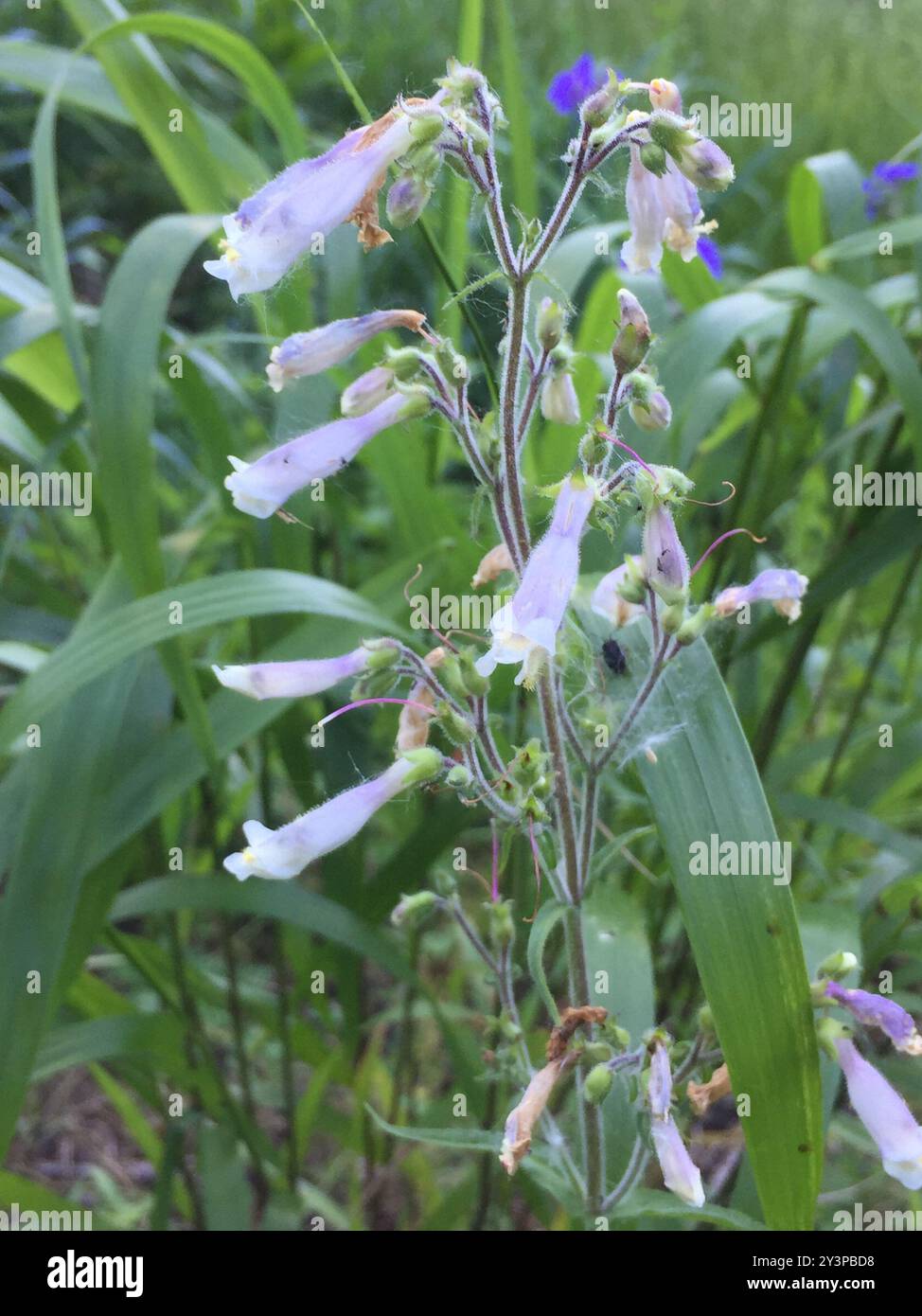 beardtongues (Penstemon) Plantae Stock Photo - Alamy