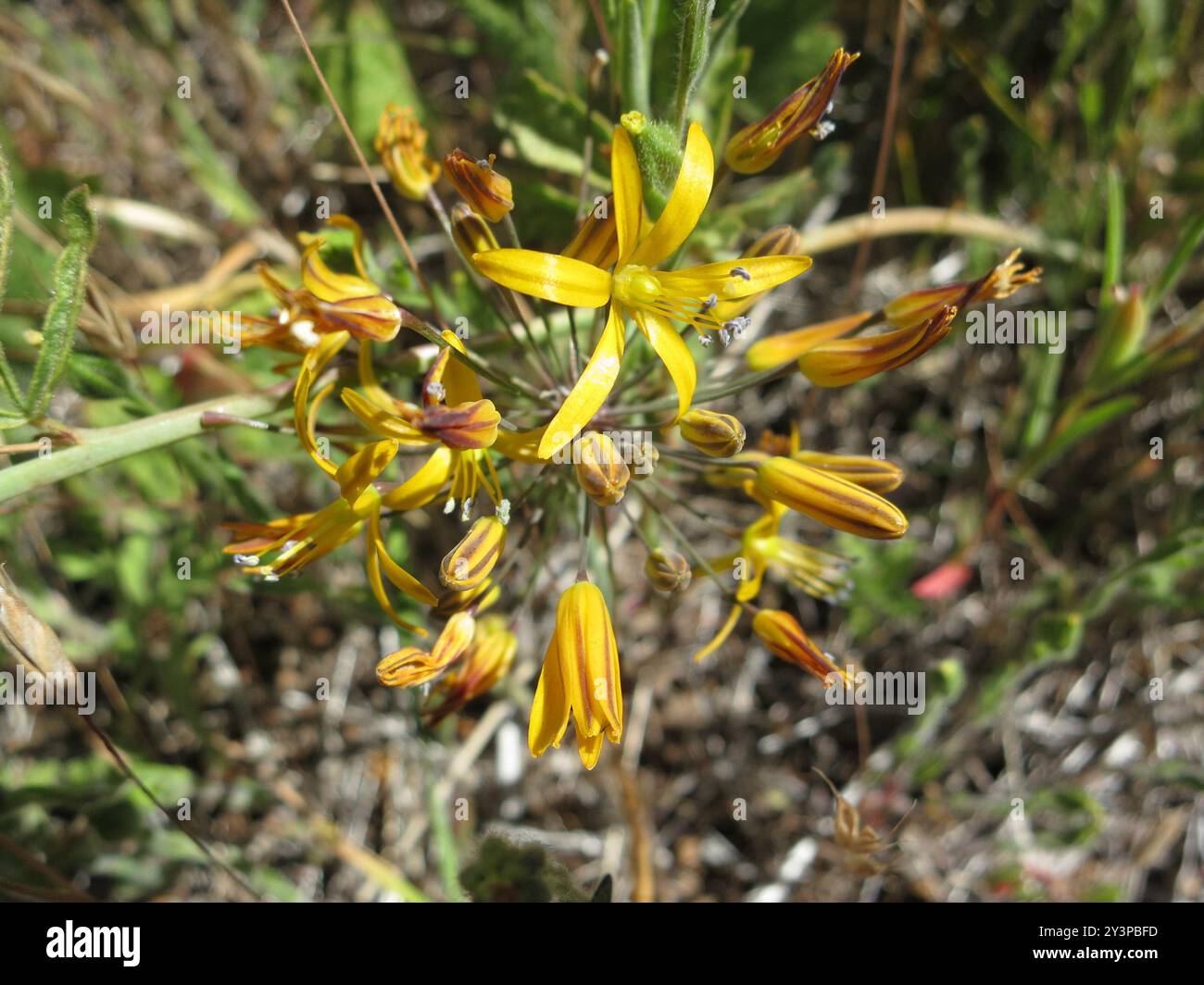 goldenstar (Bloomeria crocea) Plantae Stock Photo - Alamy