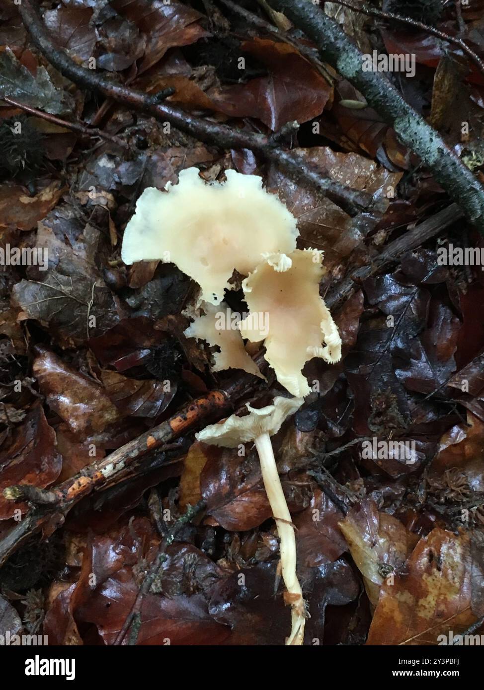 Fragrant Funnel (Clitocybe fragrans) Fungi Stock Photo - Alamy