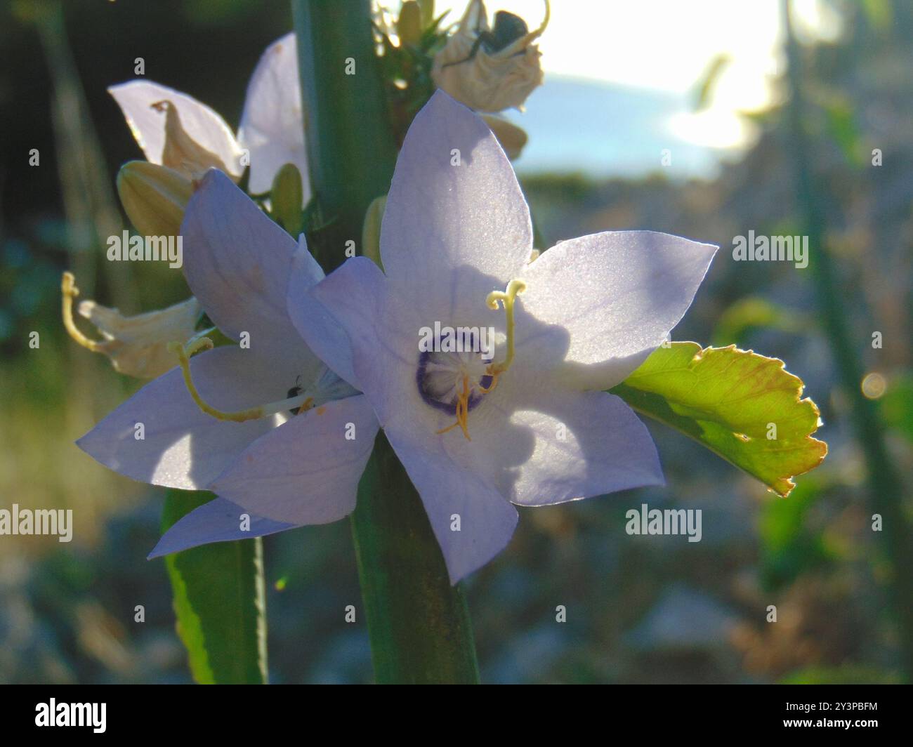 Chimney Bellflower (Campanula pyramidalis) Plantae Stock Photo - Alamy