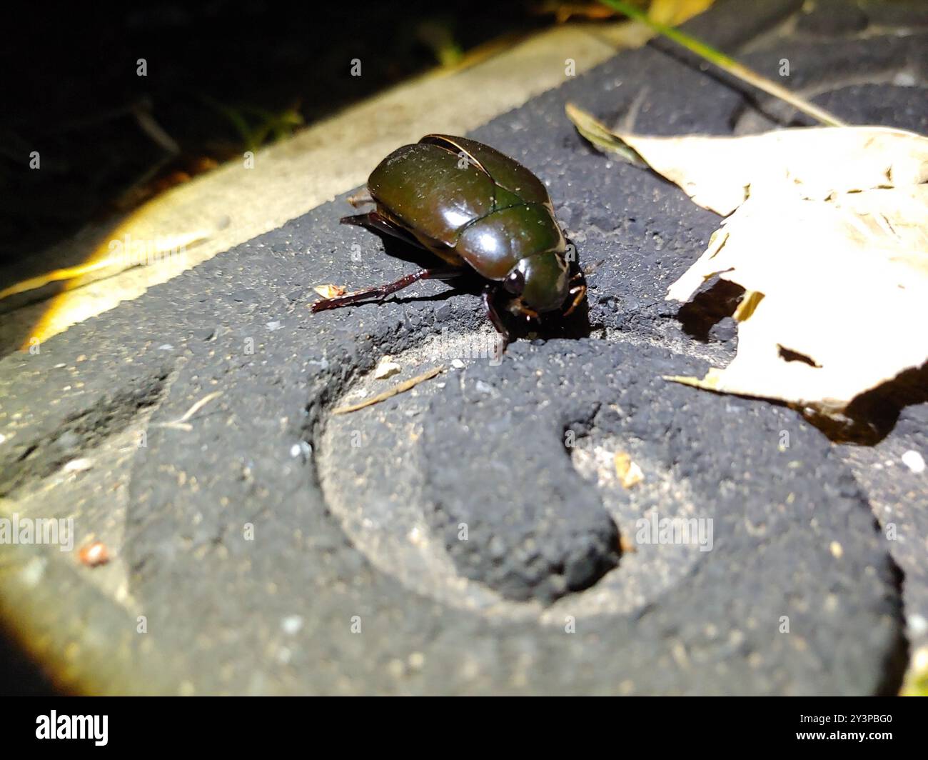 Giant Water Scavenger Beetles (Hydrophilus) Insecta Stock Photo - Alamy