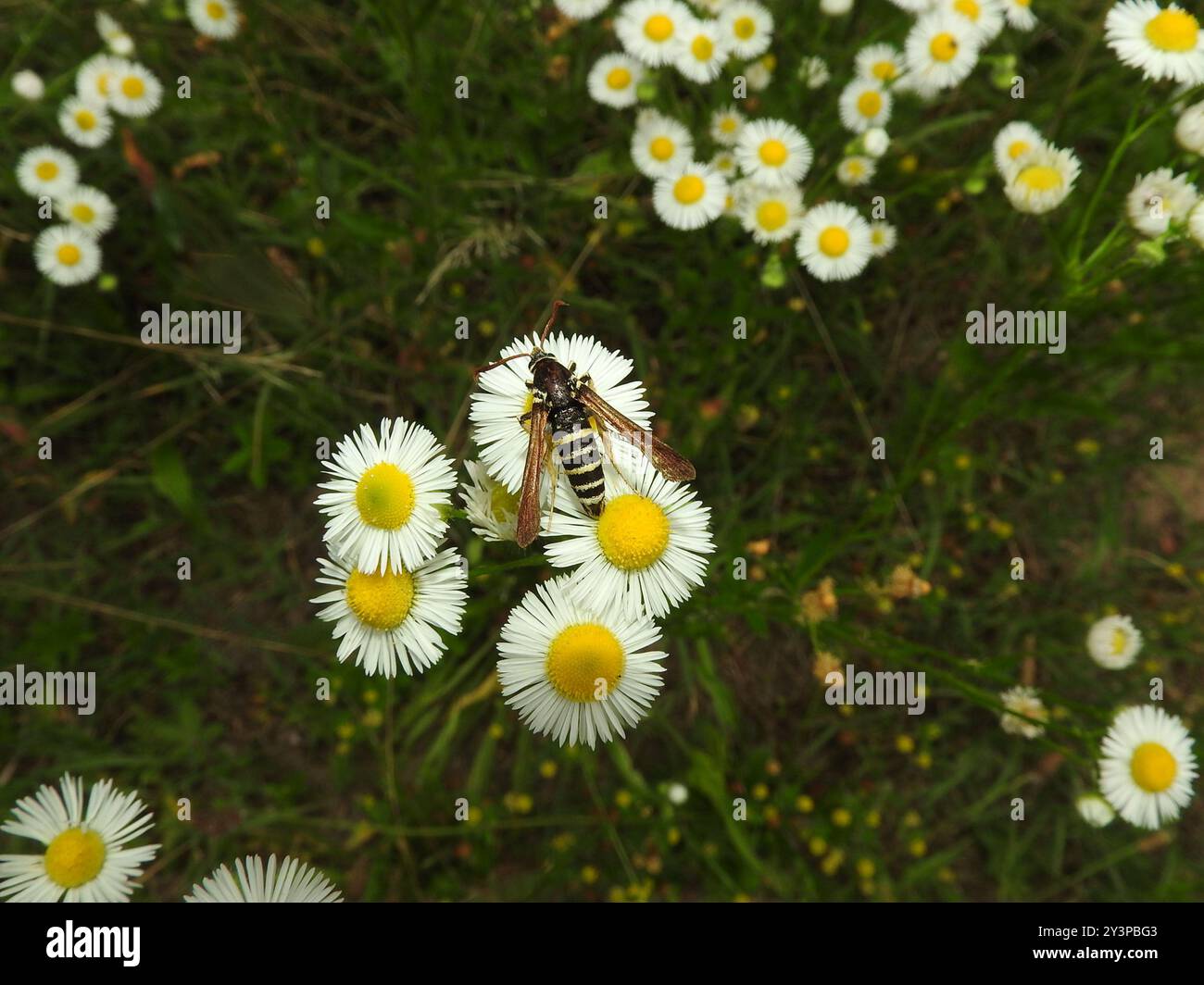 Dusky Clearwing Moth (Paranthrene tabaniformis) Insecta Stock Photo - Alamy