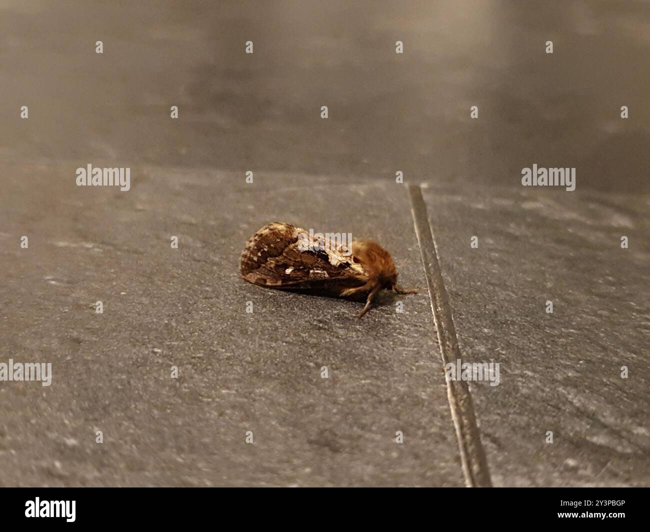 Map-winged Swift (Korscheltellus fusconebulosa) Insecta Stock Photo - Alamy