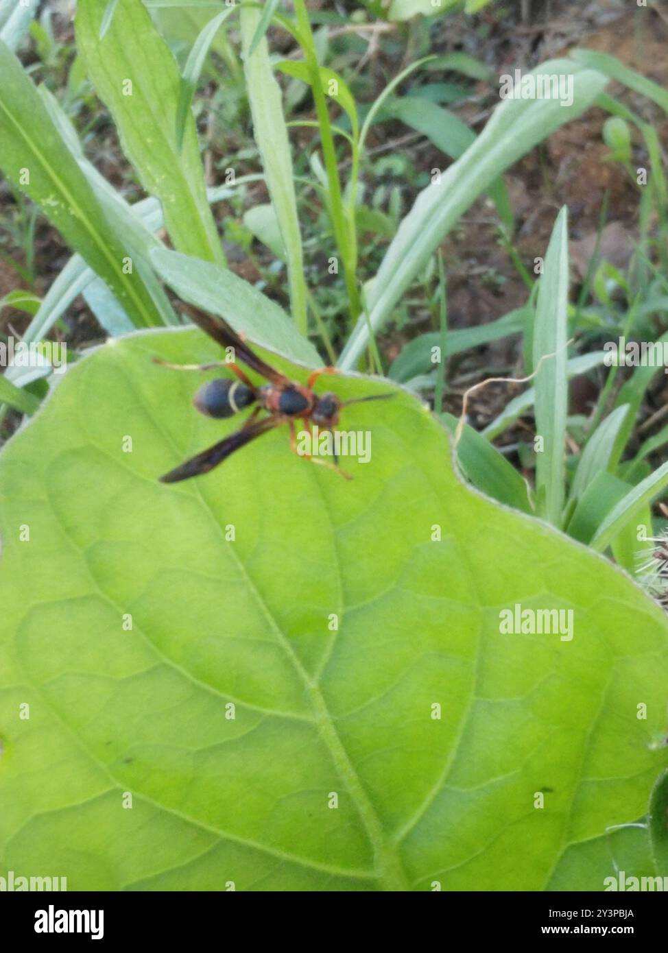 Parametric Paper Wasp (Polistes parametricus) Insecta Stock Photo - Alamy