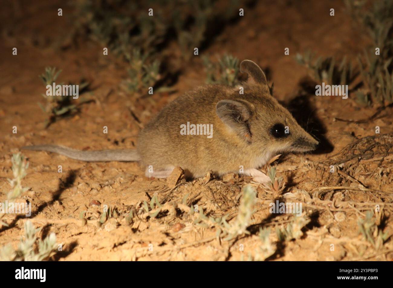 Fat-tailed Dunnart (Sminthopsis crassicaudata) Mammalia Stock Photo - Alamy