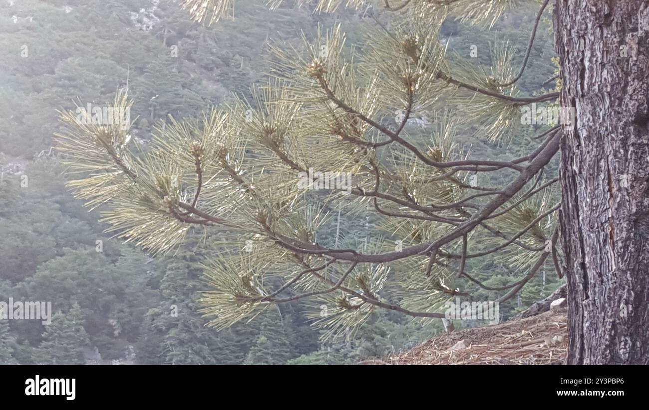 Coulter pine (Pinus coulteri) Plantae Stock Photo - Alamy