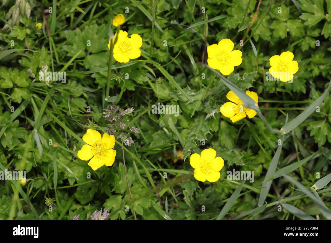 Creeping buttercup (Ranunculus repens) Plantae Stock Photo - Alamy