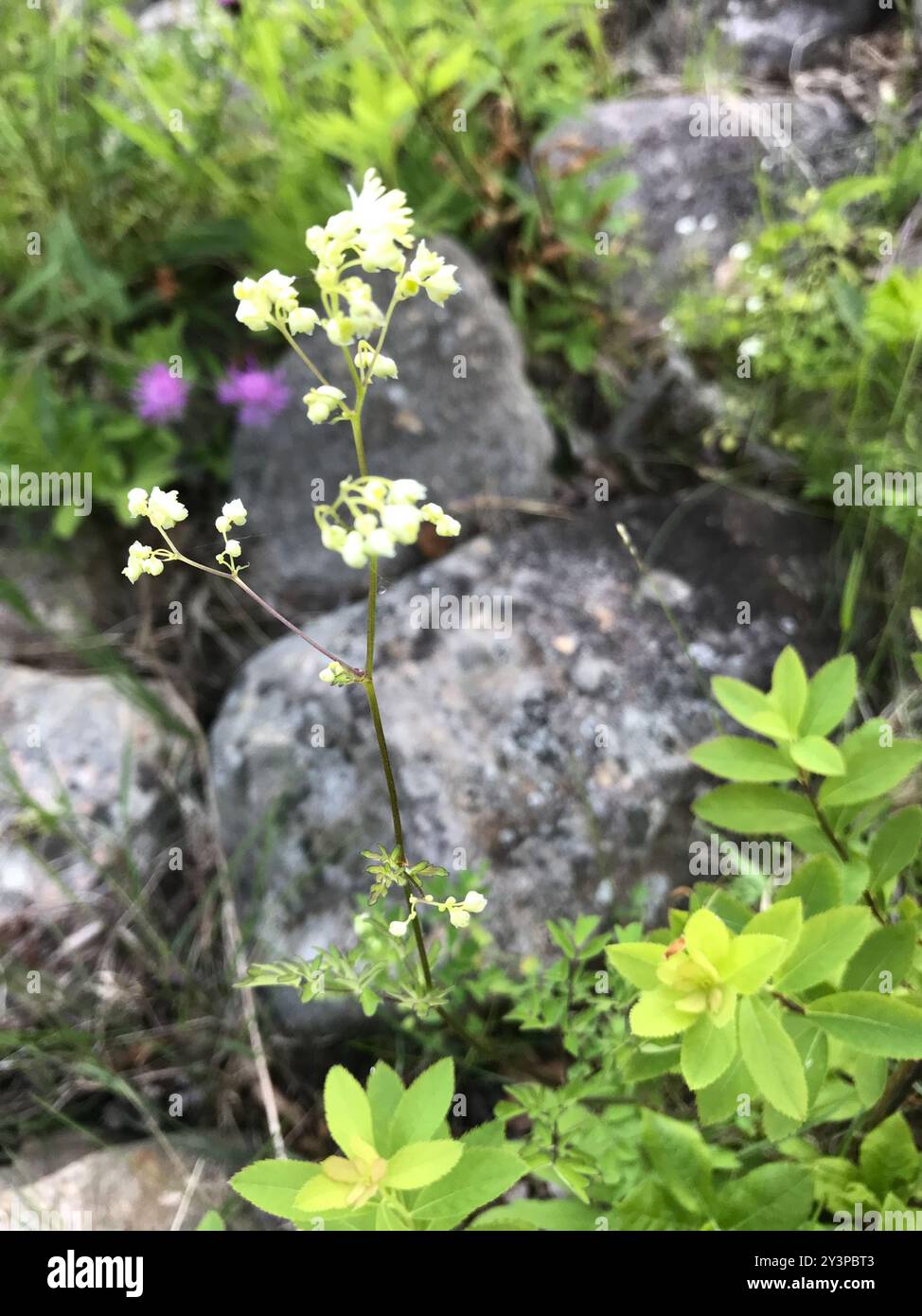 tall meadow-rue (Thalictrum pubescens) Plantae Stock Photo - Alamy