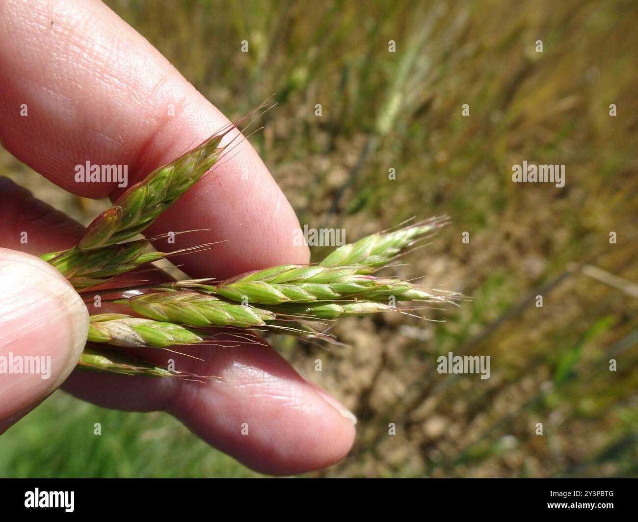 Bald Brome (Bromus racemosus) Plantae Stock Photo - Alamy