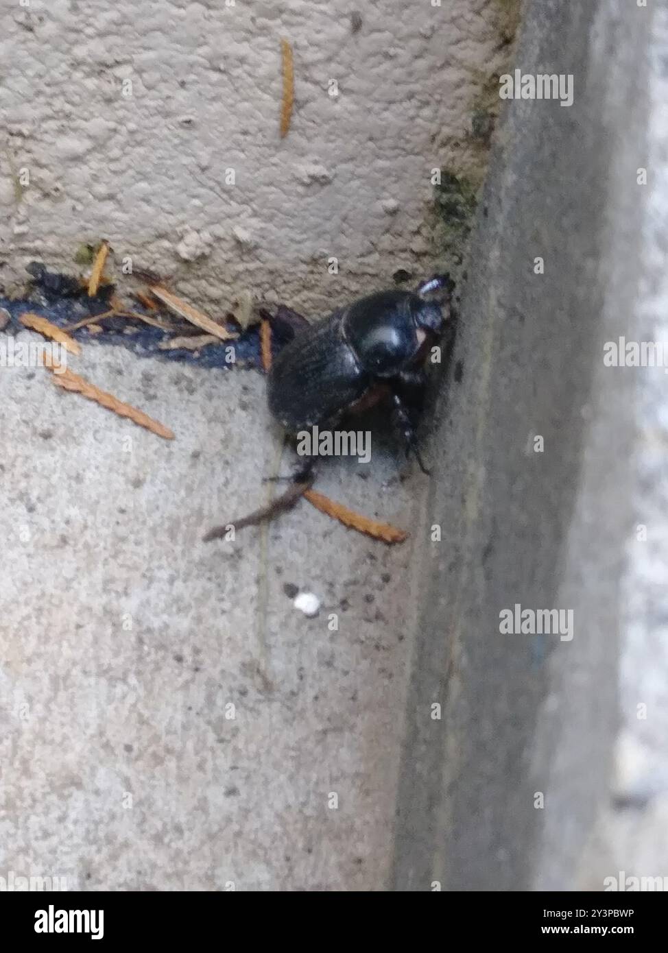 Sugarcane Beetle (Euetheola humilis) Insecta Stock Photo - Alamy