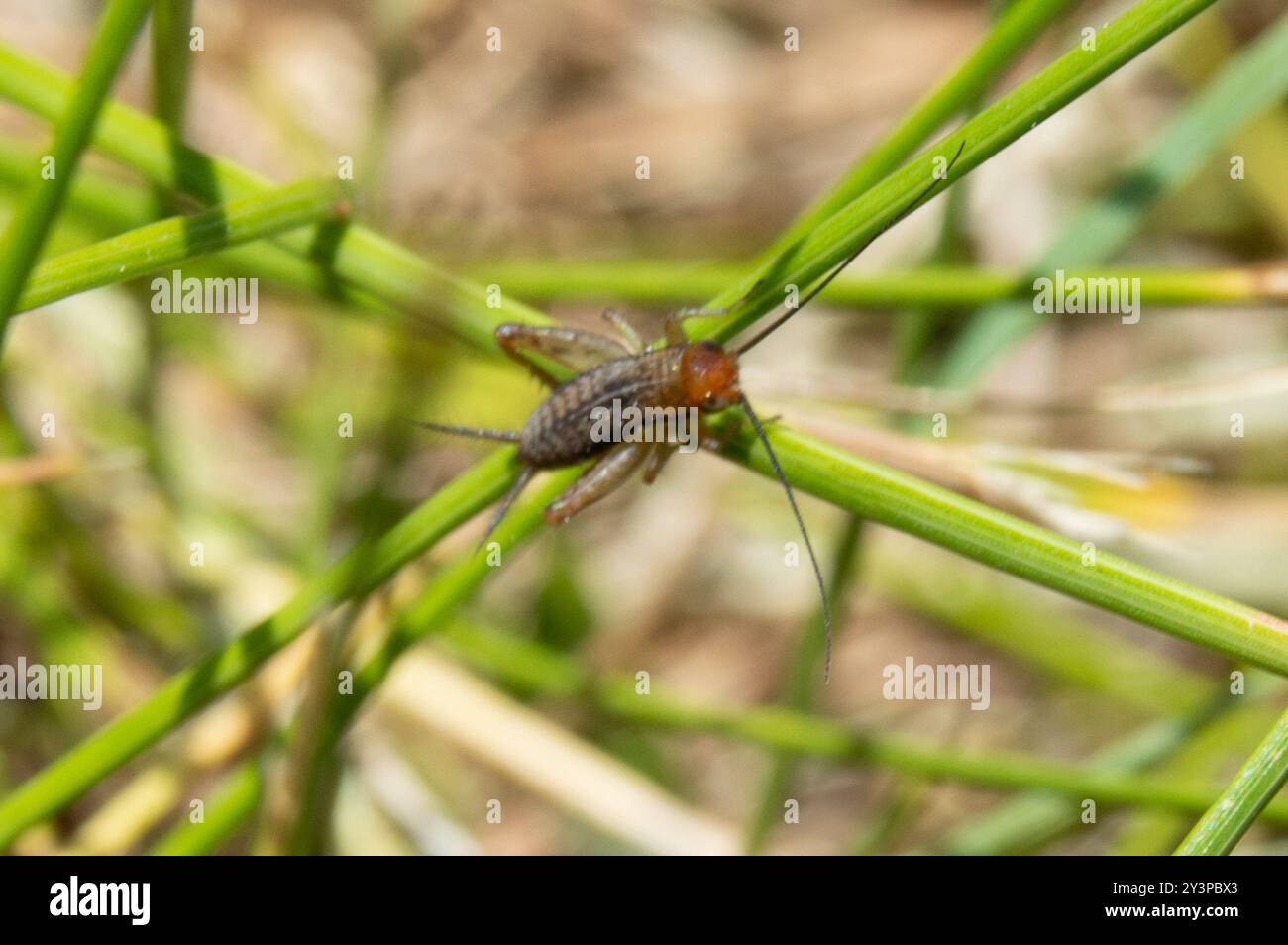 Robust Ground Crickets (Allonemobius) Insecta Stock Photo - Alamy