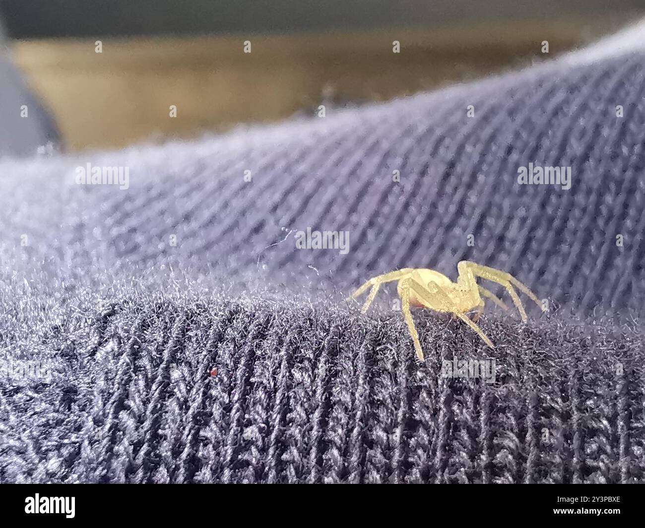 Running Crab Spiders (Philodromus) Arachnida Stock Photo - Alamy