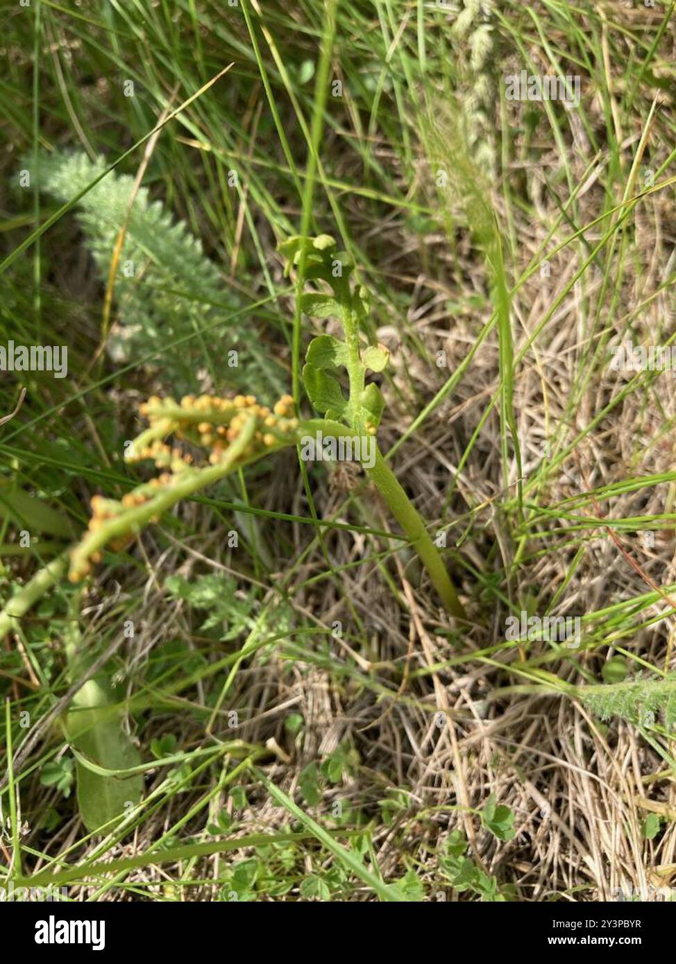 Michigan moonwort (Botrychium michiganense) Plantae Stock Photo - Alamy